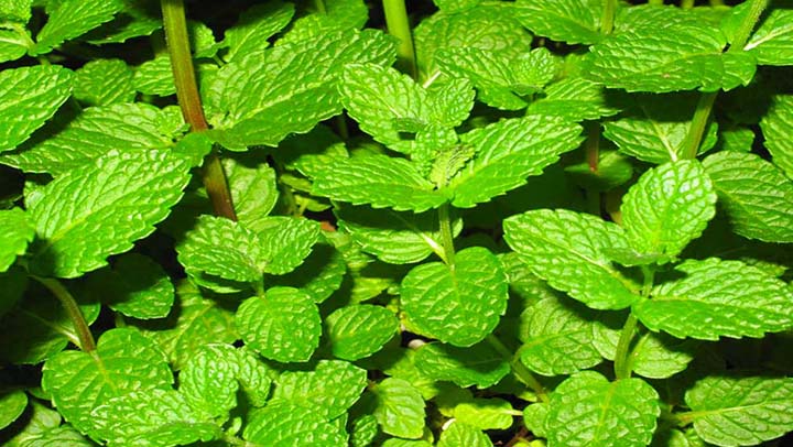 La menta no solo es una planta aromática, conoce su importante valor ...